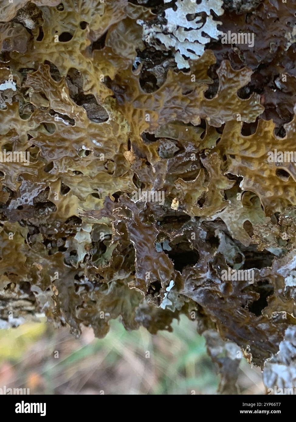 Tree Lungwort (Lobaria pulmonaria Stock Photo - Alamy