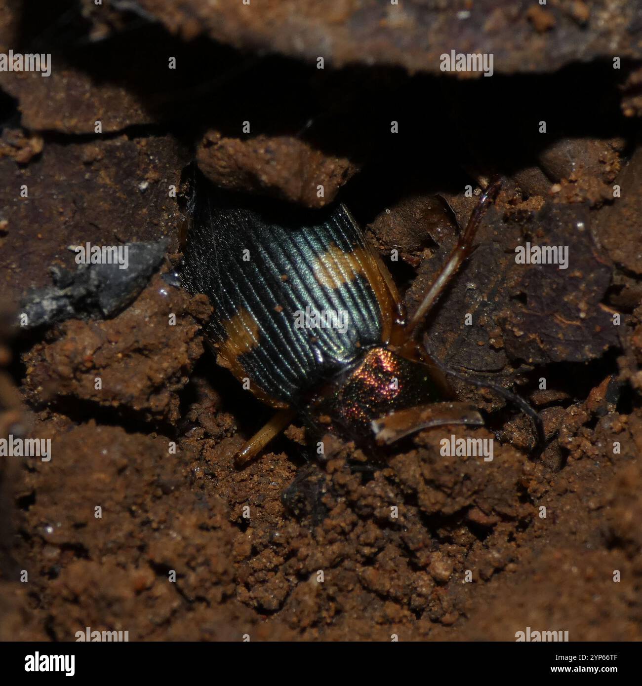 Vivid Metallic Ground Beetles (Chlaenius Stock Photo - Alamy