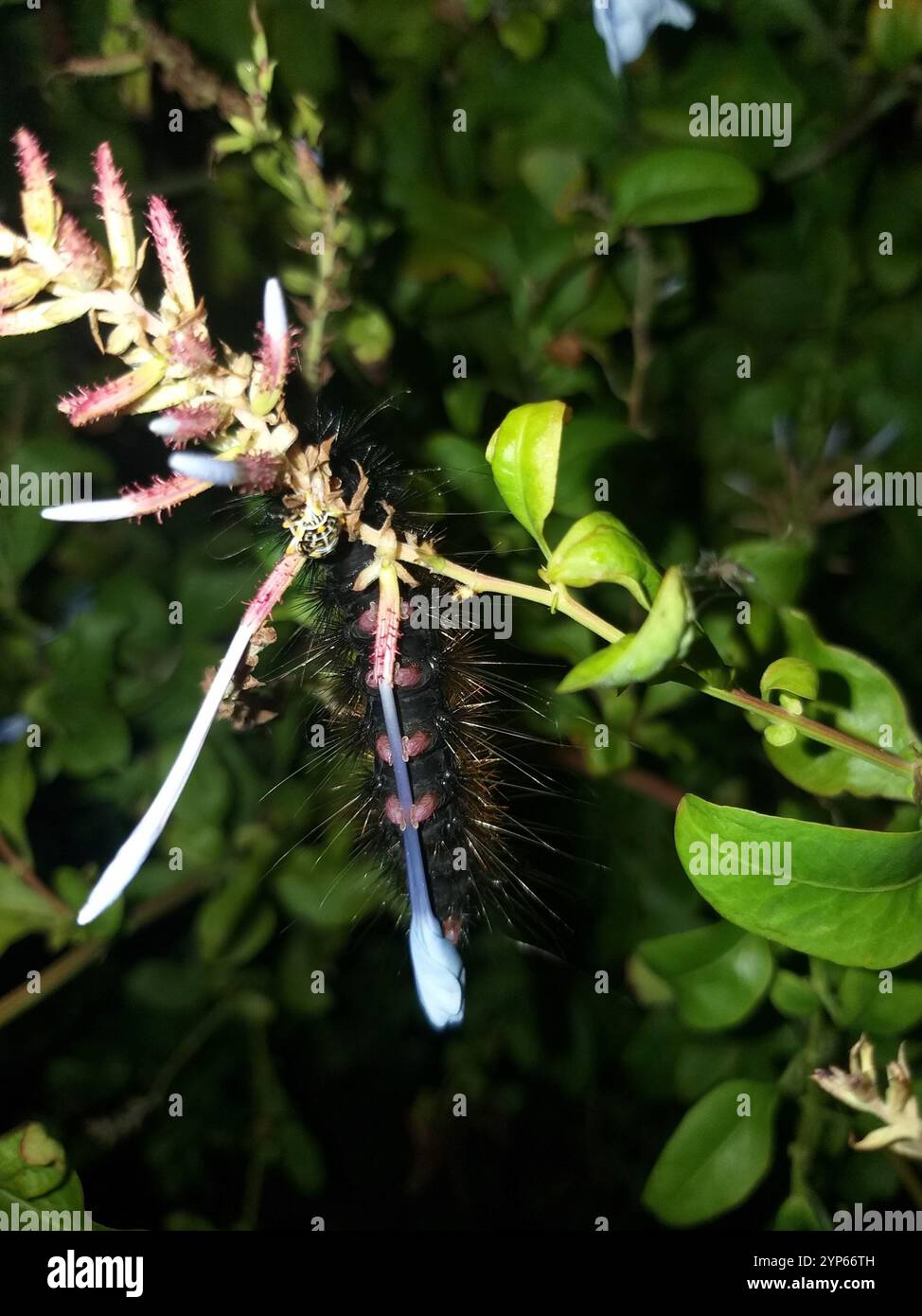 Variegated Coffee Bugs (Antestiopsis Stock Photo - Alamy