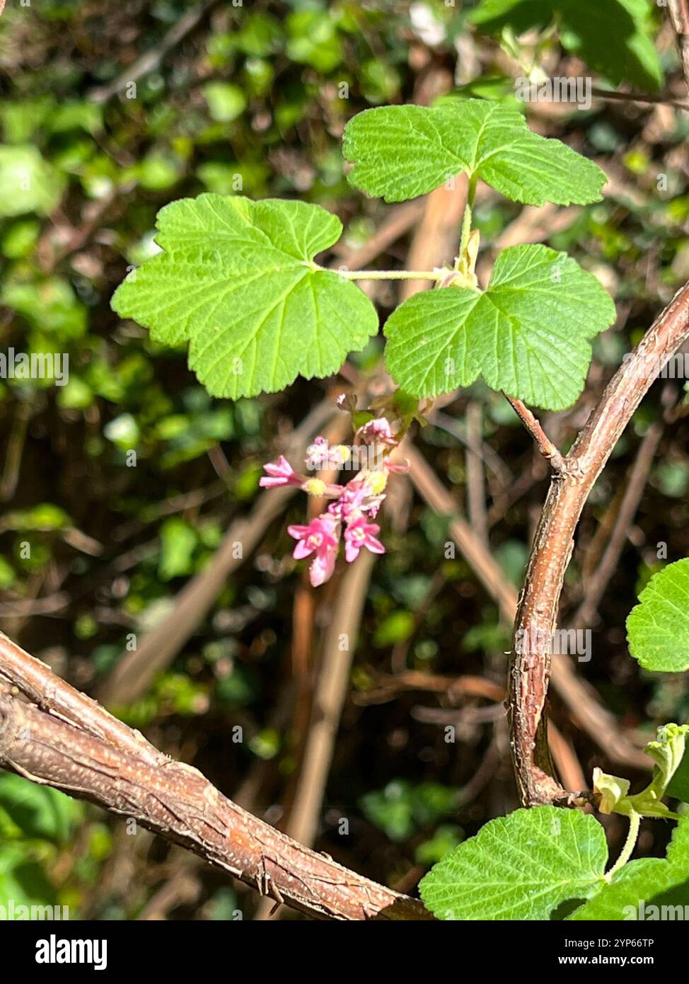 Red-flowering Currant (Ribes sanguineum Stock Photo - Alamy