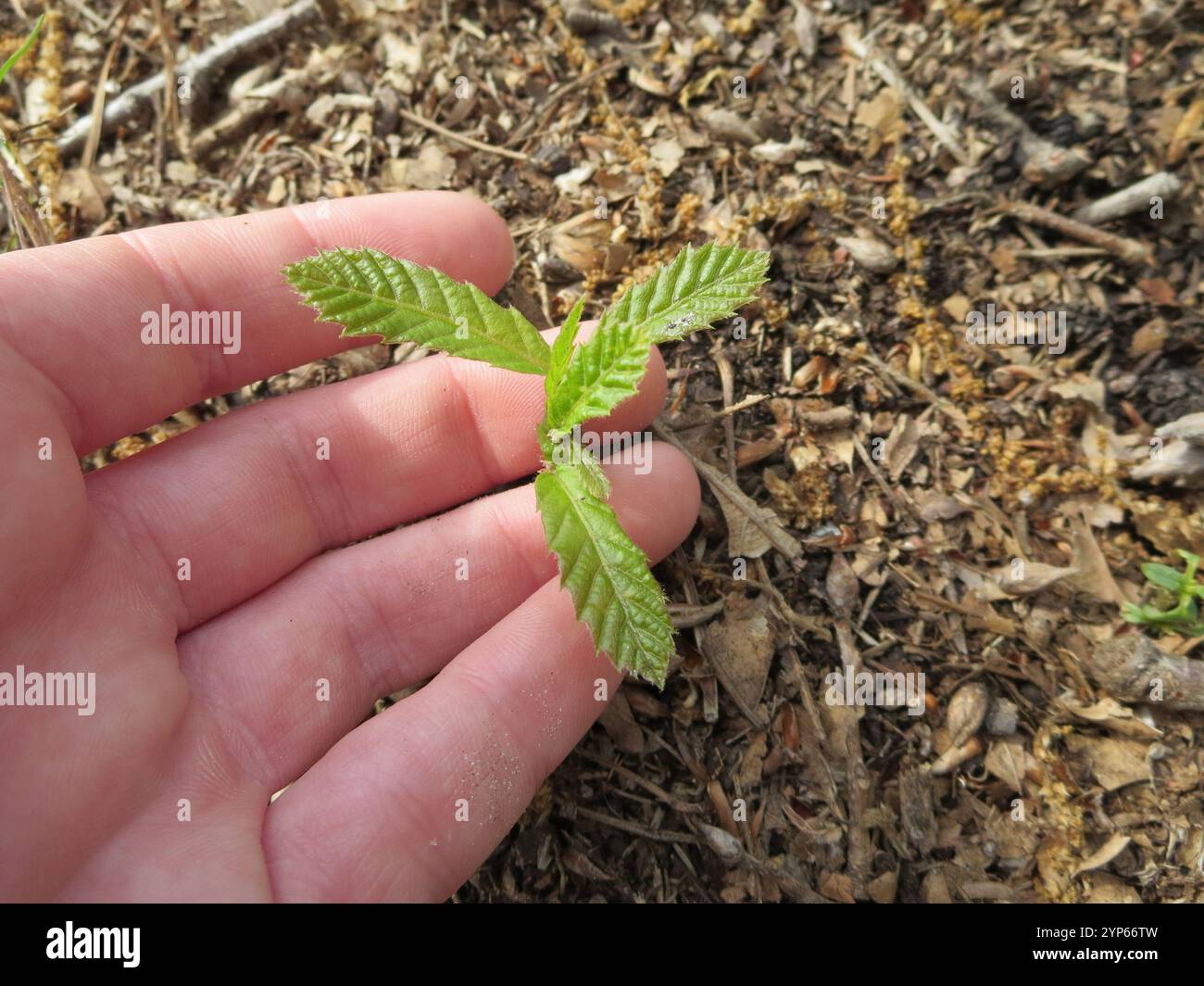 Sawtooth oak (Quercus acutissima Stock Photo - Alamy