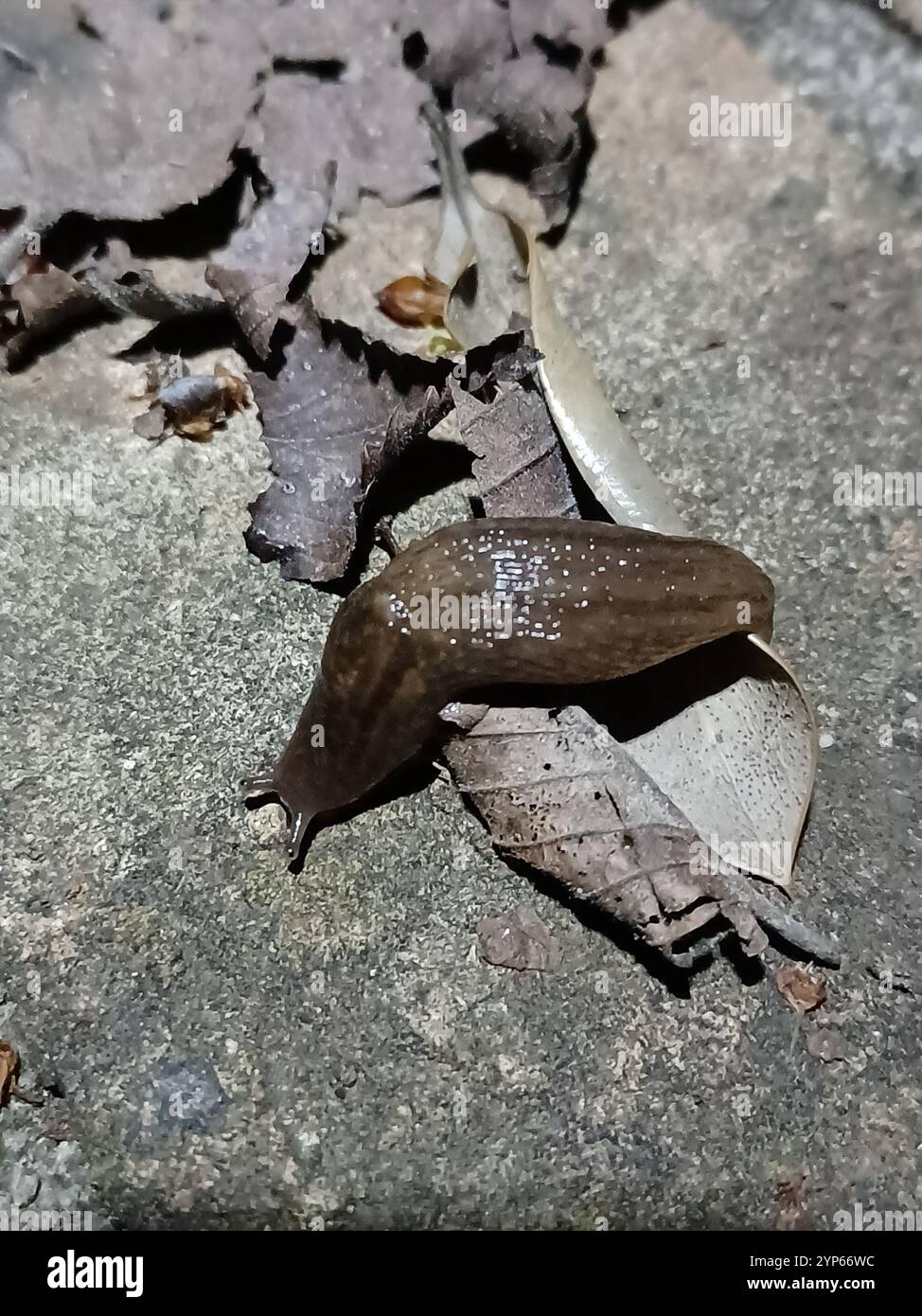 Milky Slug (Deroceras reticulatum Stock Photo - Alamy