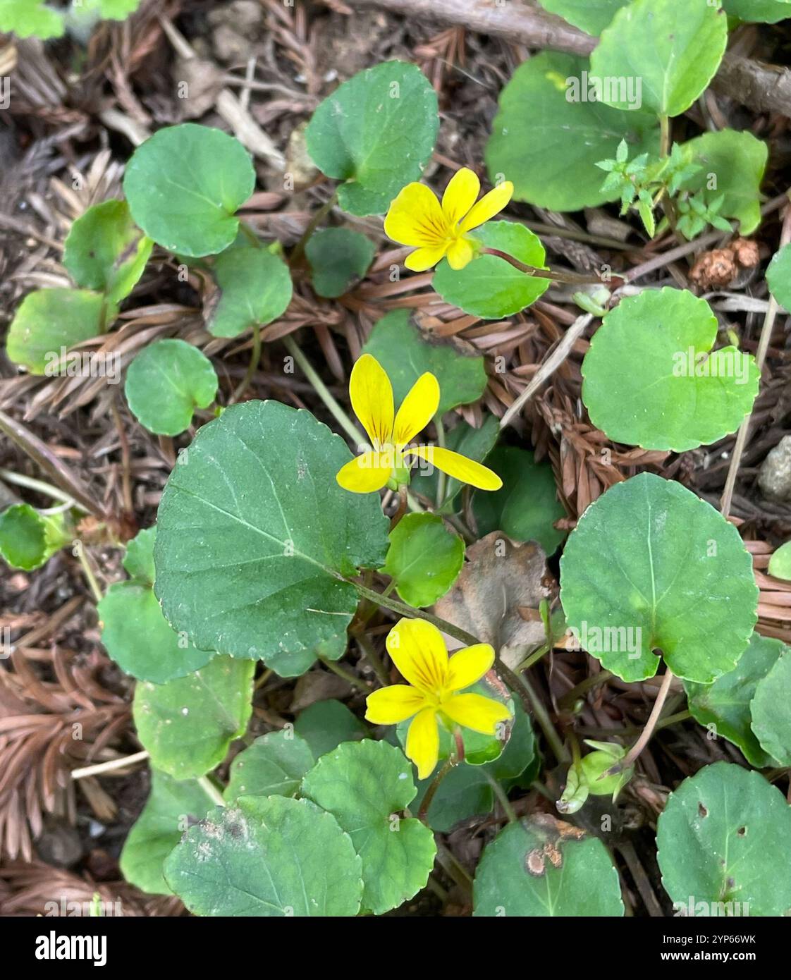 Redwood Violet (Viola sempervirens Stock Photo - Alamy