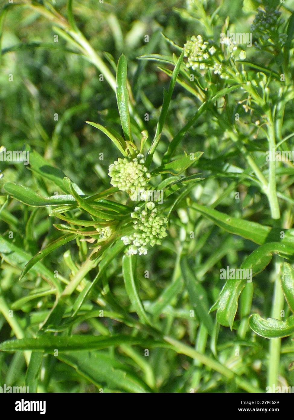 Virginia pepperweed (Lepidium virginicum Stock Photo - Alamy