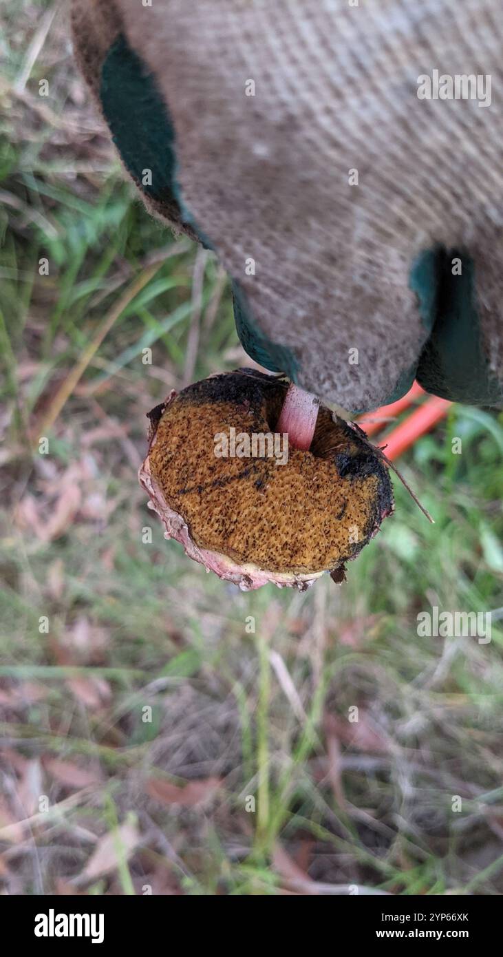 Boletellus emodensis hi-res stock photography and images - Alamy