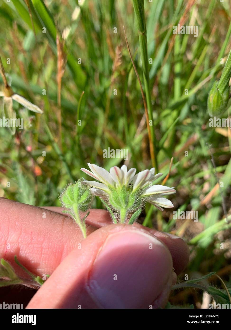 Woodrush tarweed (Hemizonia congesta luzulifolia Stock Photo - Alamy