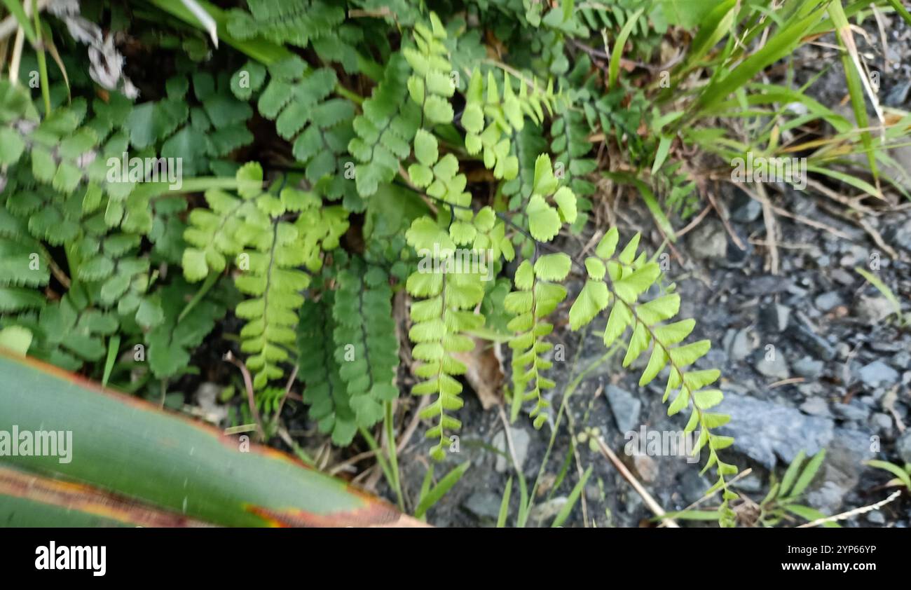 Cunningham's maidenhair (Adiantum cunninghamii Stock Photo - Alamy