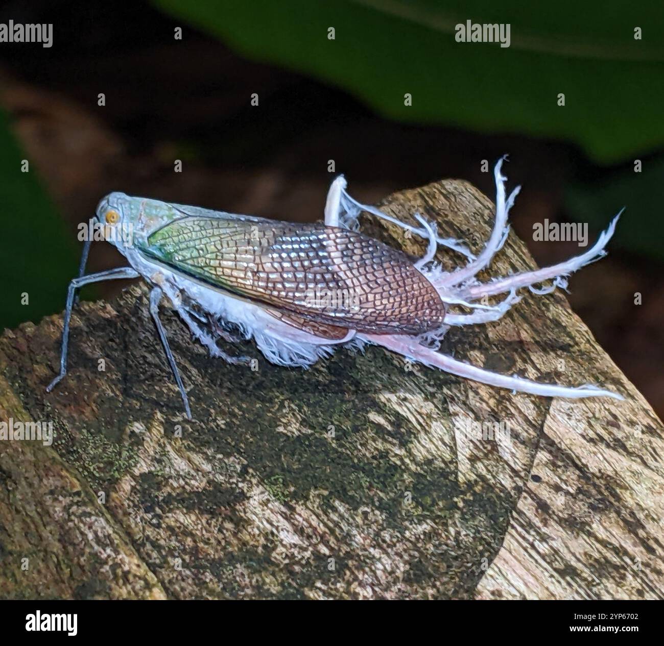 Wax-tailed Planthopper (Pterodictya reticularis Stock Photo - Alamy