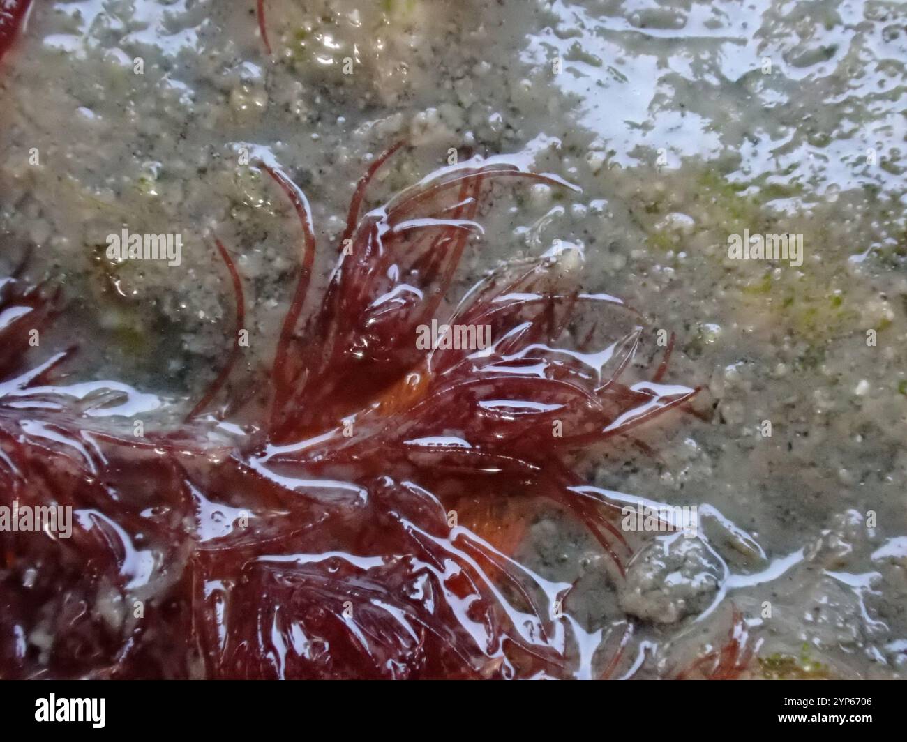 red algae (Rhodophyta Stock Photo - Alamy
