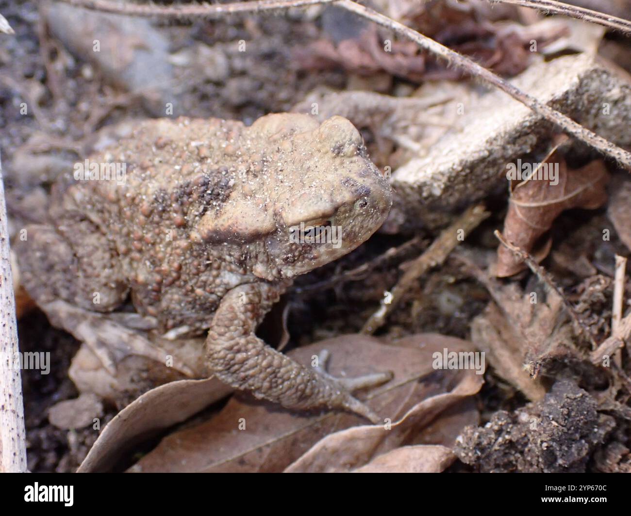 European Toad (Bufo bufo Stock Photo - Alamy