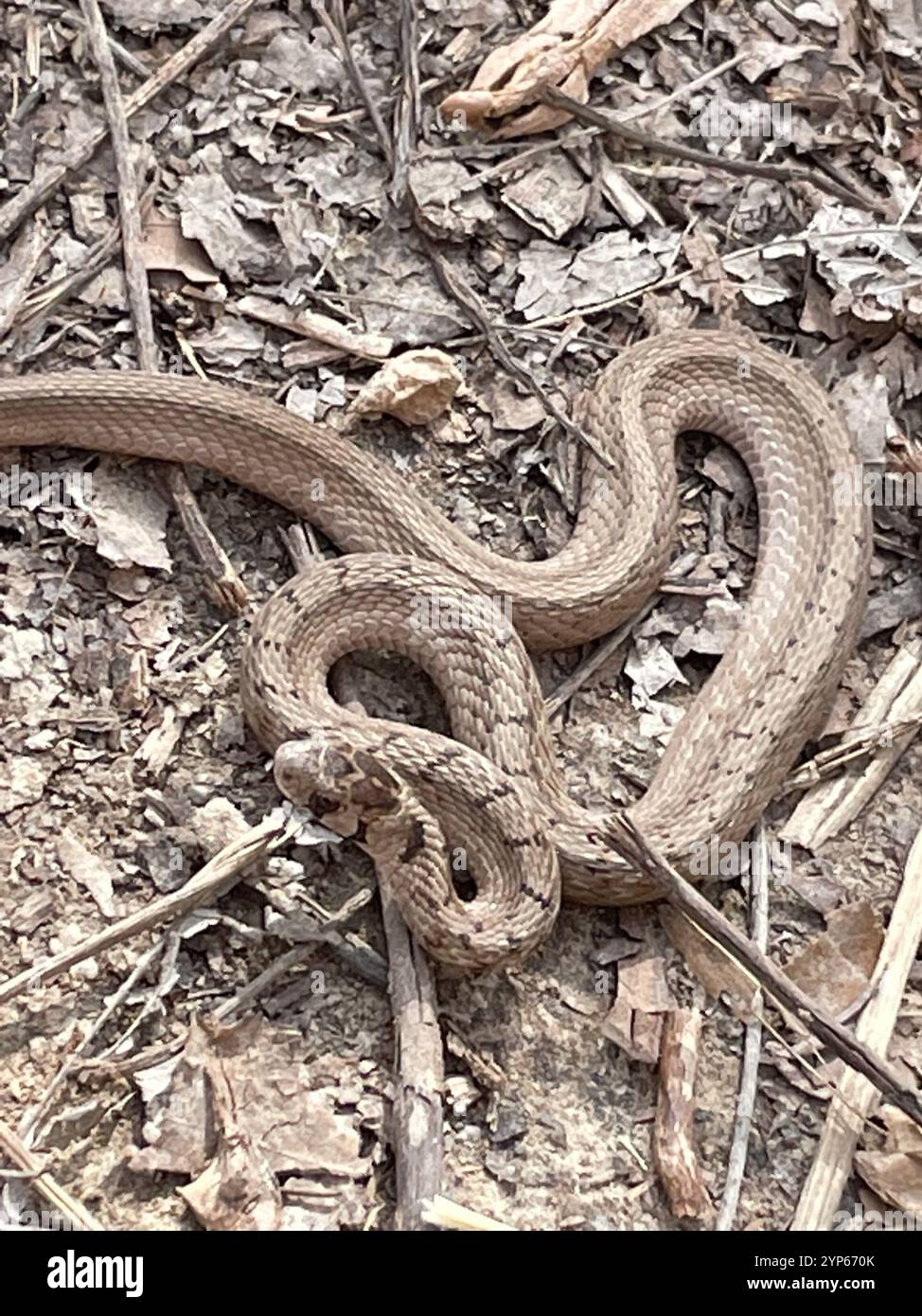 DeKay's Brownsnake (Storeria dekayi Stock Photo - Alamy
