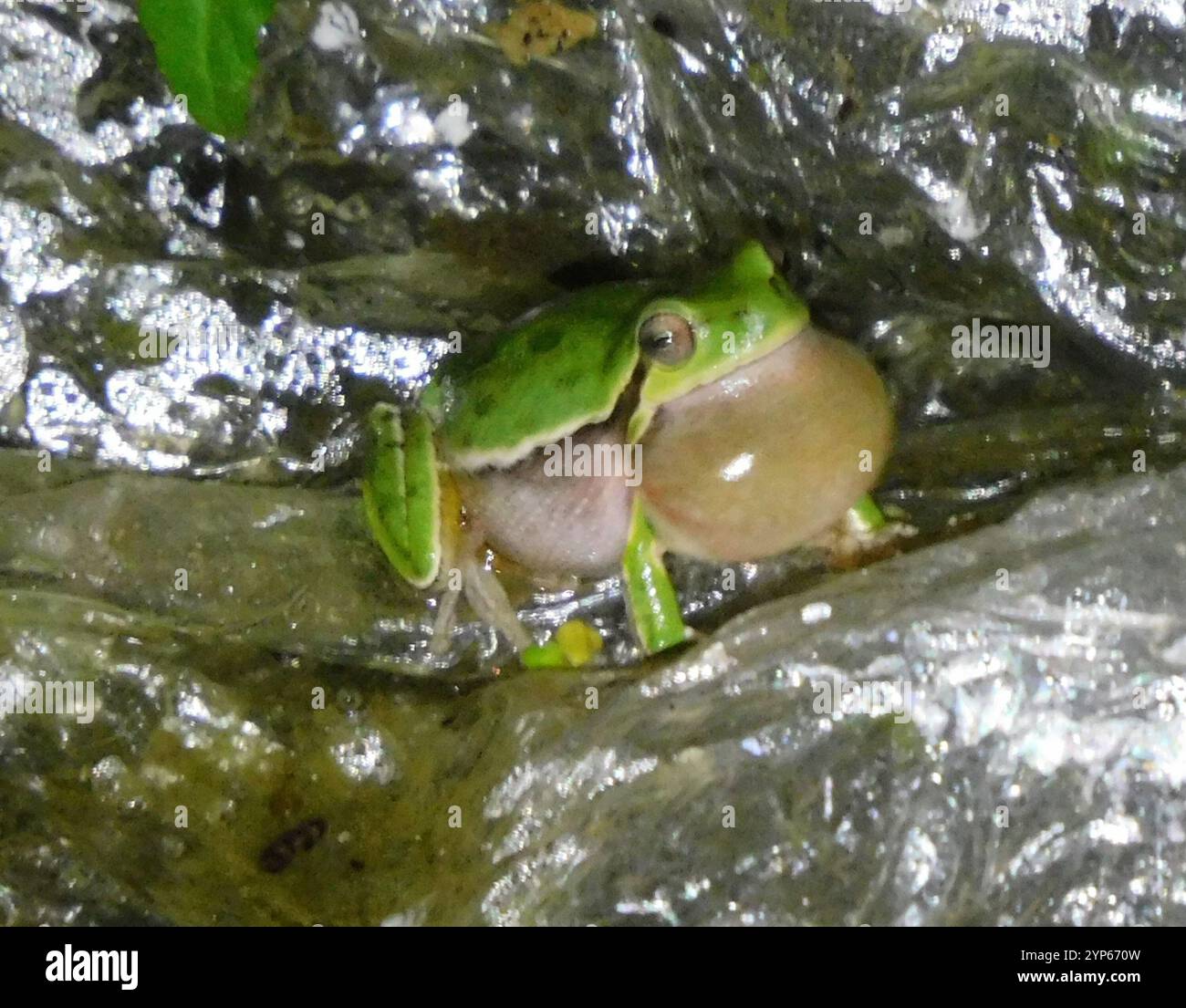 Sardinian tree frog hi-res stock photography and images - Alamy