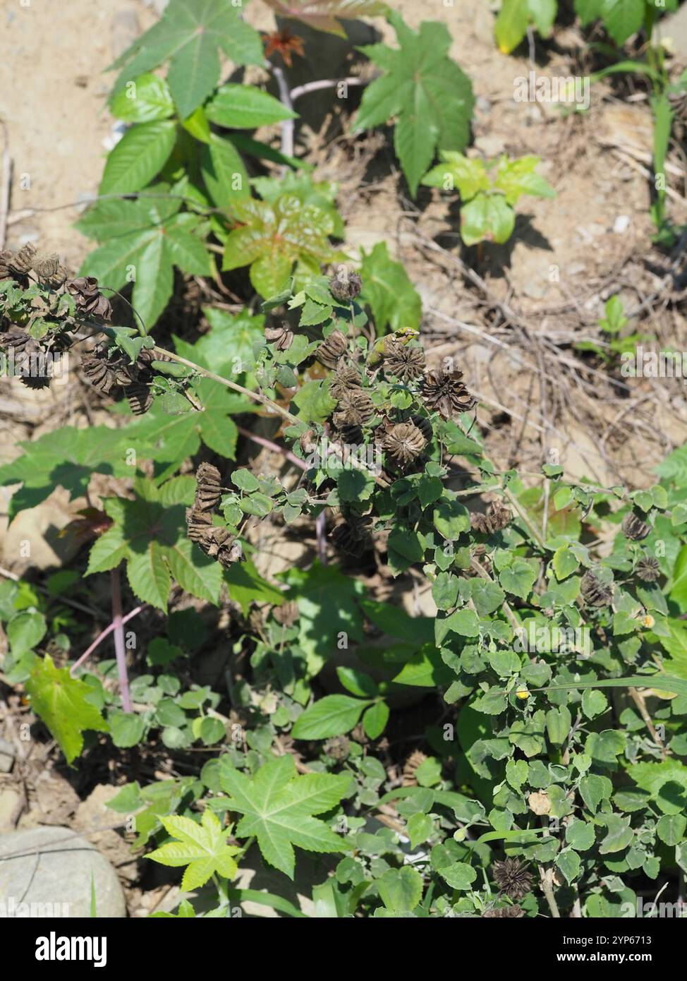Indian Mallow (Abutilon indicum Stock Photo - Alamy