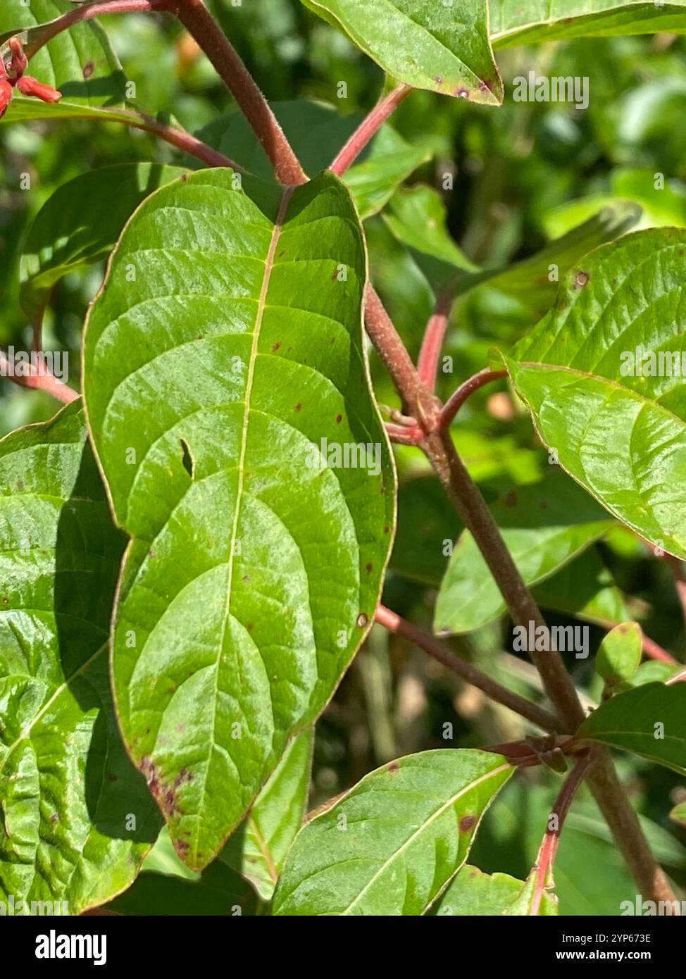 Firebush (Hamelia patens Stock Photo - Alamy