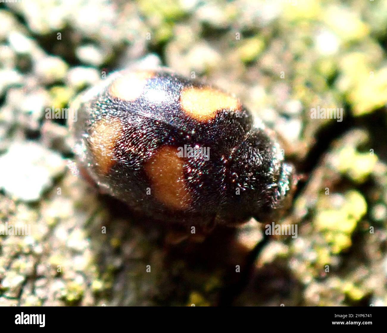 Four-spotted Nephus (Nephus quadrimaculatus Stock Photo - Alamy