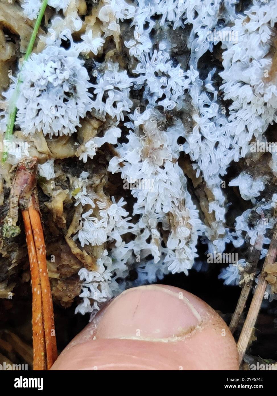 Honeycomb Coral Slime Mold (Ceratiomyxa fruticulosa Stock Photo - Alamy