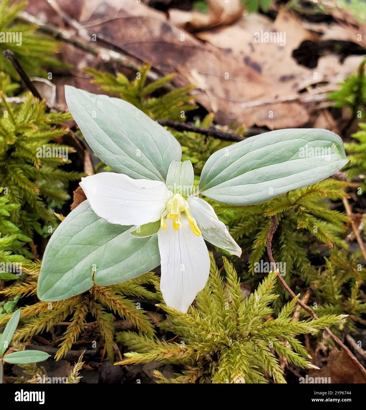 snow trillium (Trillium nivale Stock Photo - Alamy