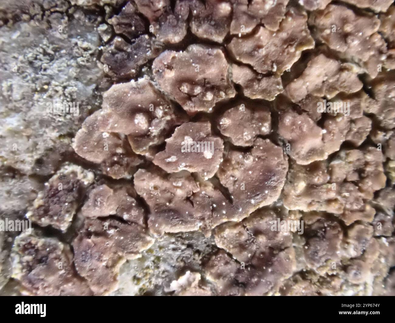 common lichens (Lecanoromycetes Stock Photo - Alamy