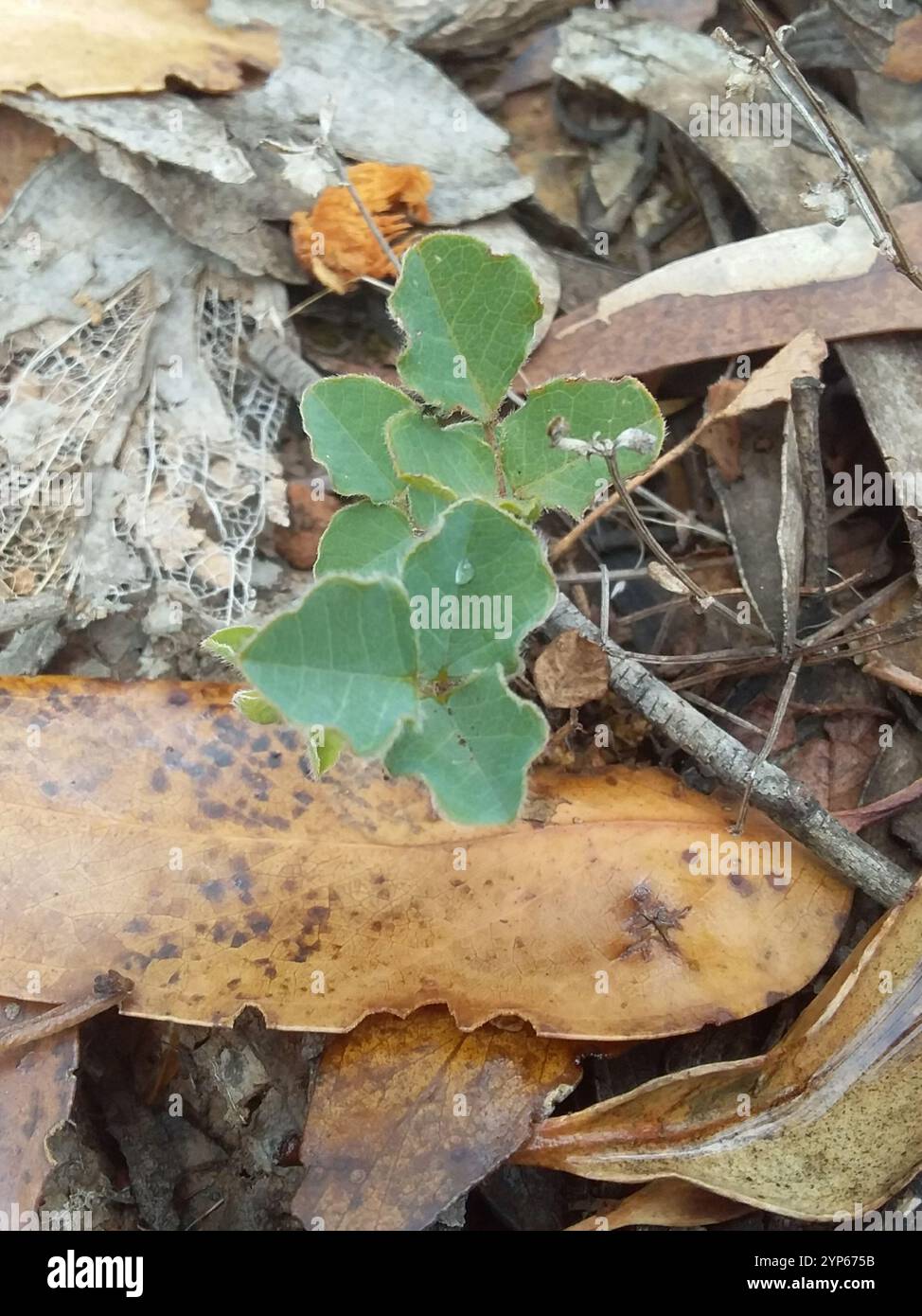 Running postman kennedia hi-res stock photography and images - Alamy