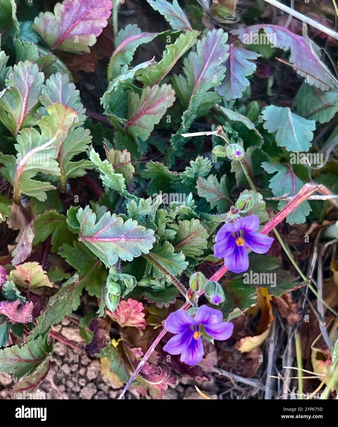 Mediterranean Stork's-bill (Erodium botrys Stock Photo - Alamy