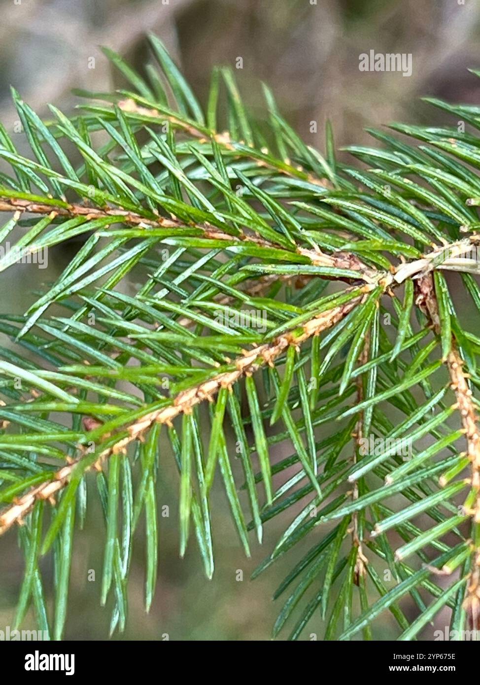 red spruce (Picea rubens Stock Photo - Alamy