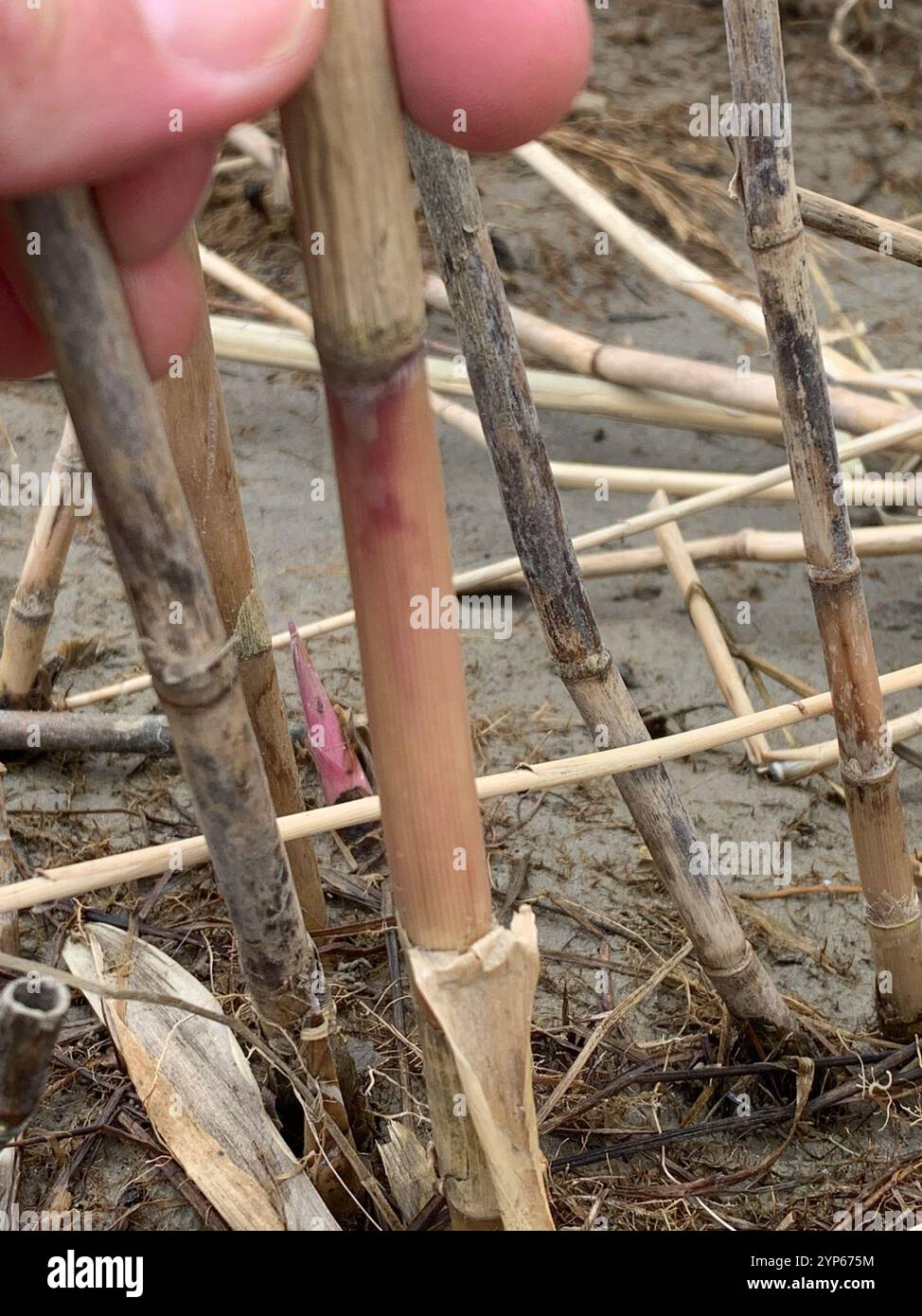American common reed (Phragmites australis americanus Stock Photo - Alamy