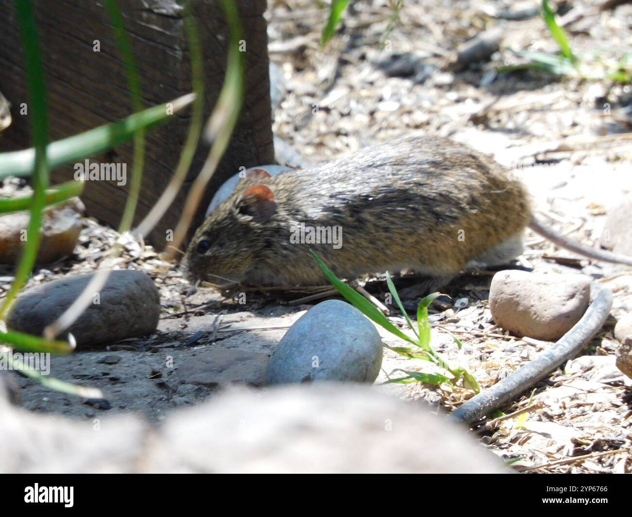 Hispid Cotton Rat (Sigmodon hispidus Stock Photo - Alamy