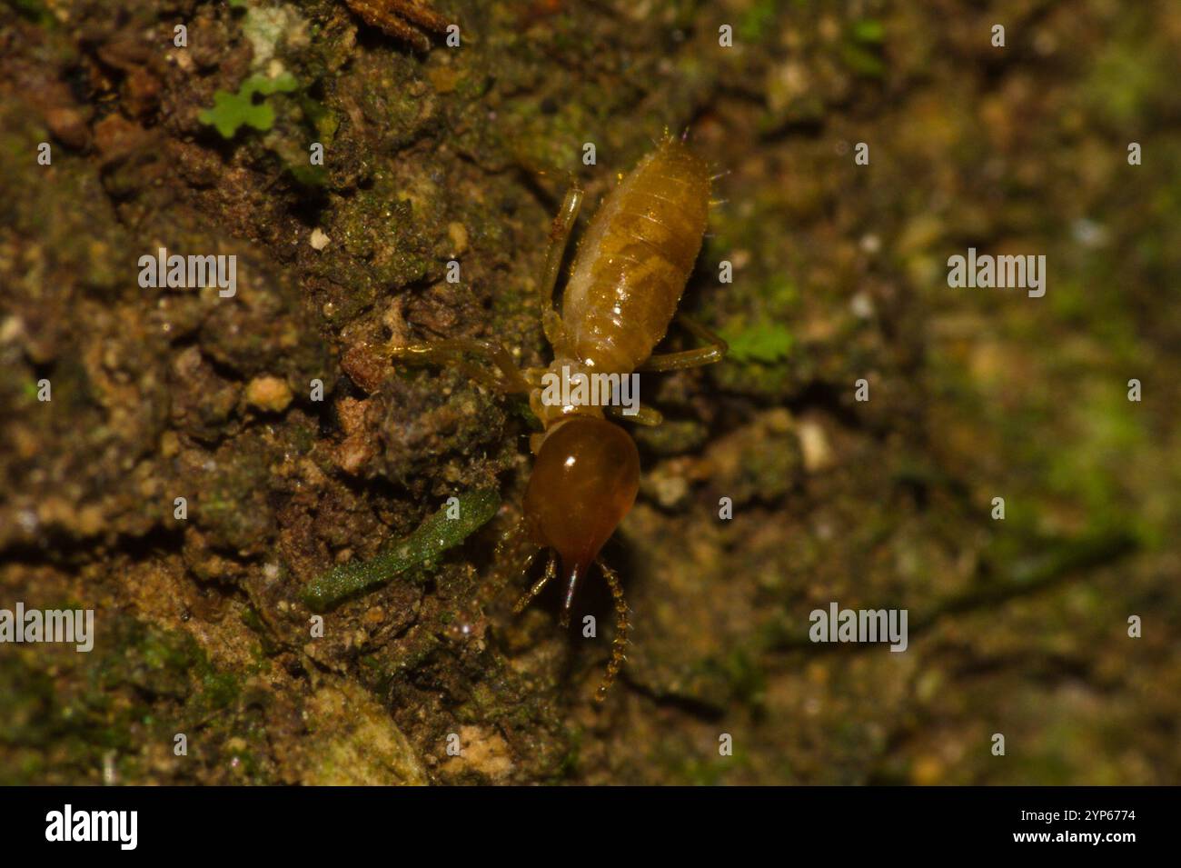 Conehead Termites (Nasutitermes Stock Photo - Alamy