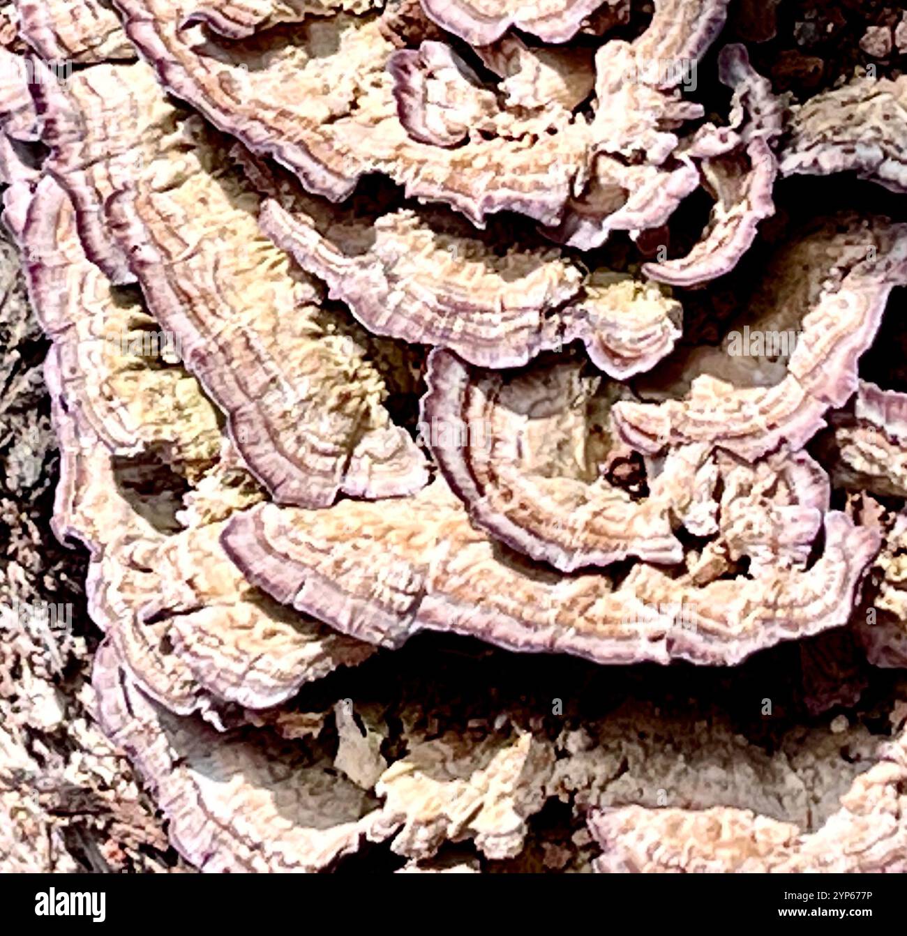 Purplepore Bracket (Trichaptum abietinum Stock Photo - Alamy