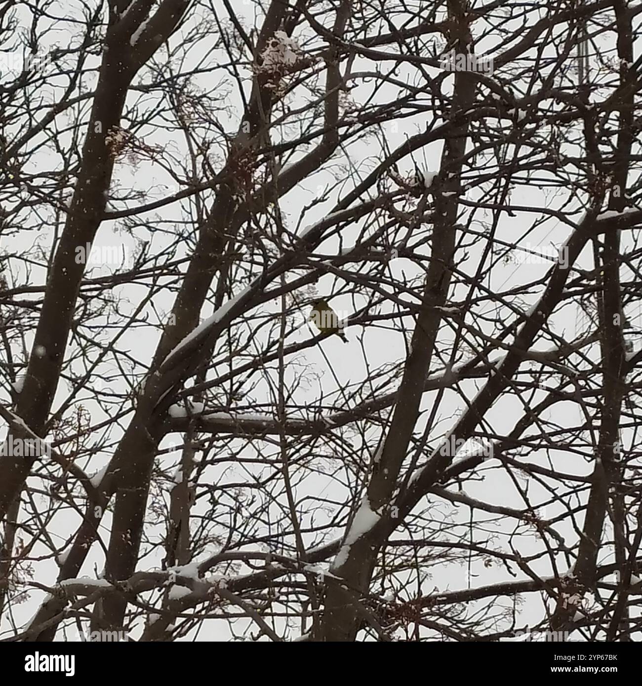 European Greenfinch (Chloris chloris Stock Photo - Alamy