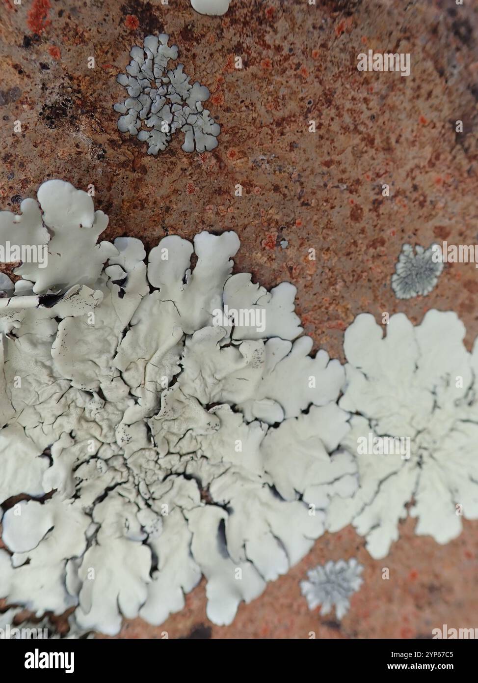 rock shield lichens (Xanthoparmelia Stock Photo - Alamy