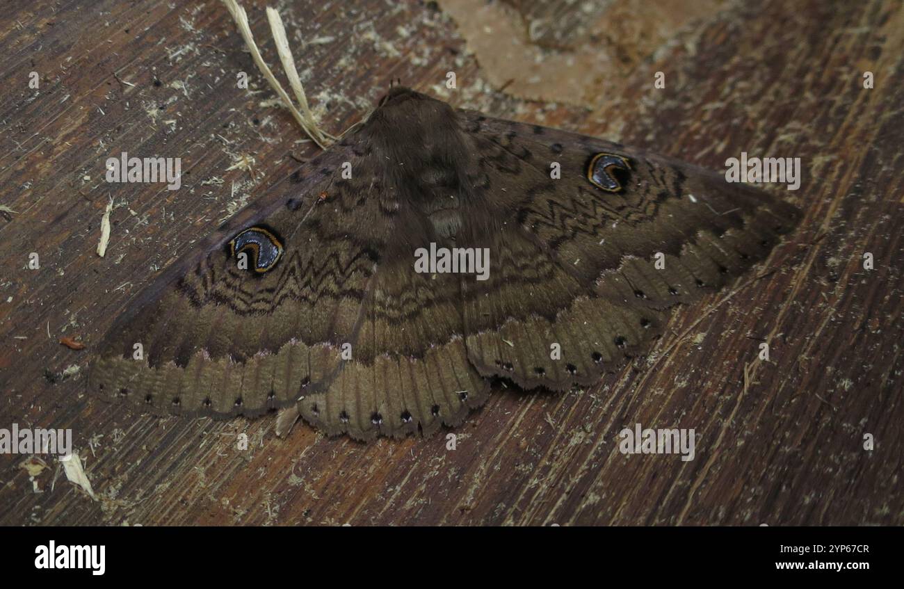 Northern Wattle Moth (Dasypodia cymatodes Stock Photo - Alamy