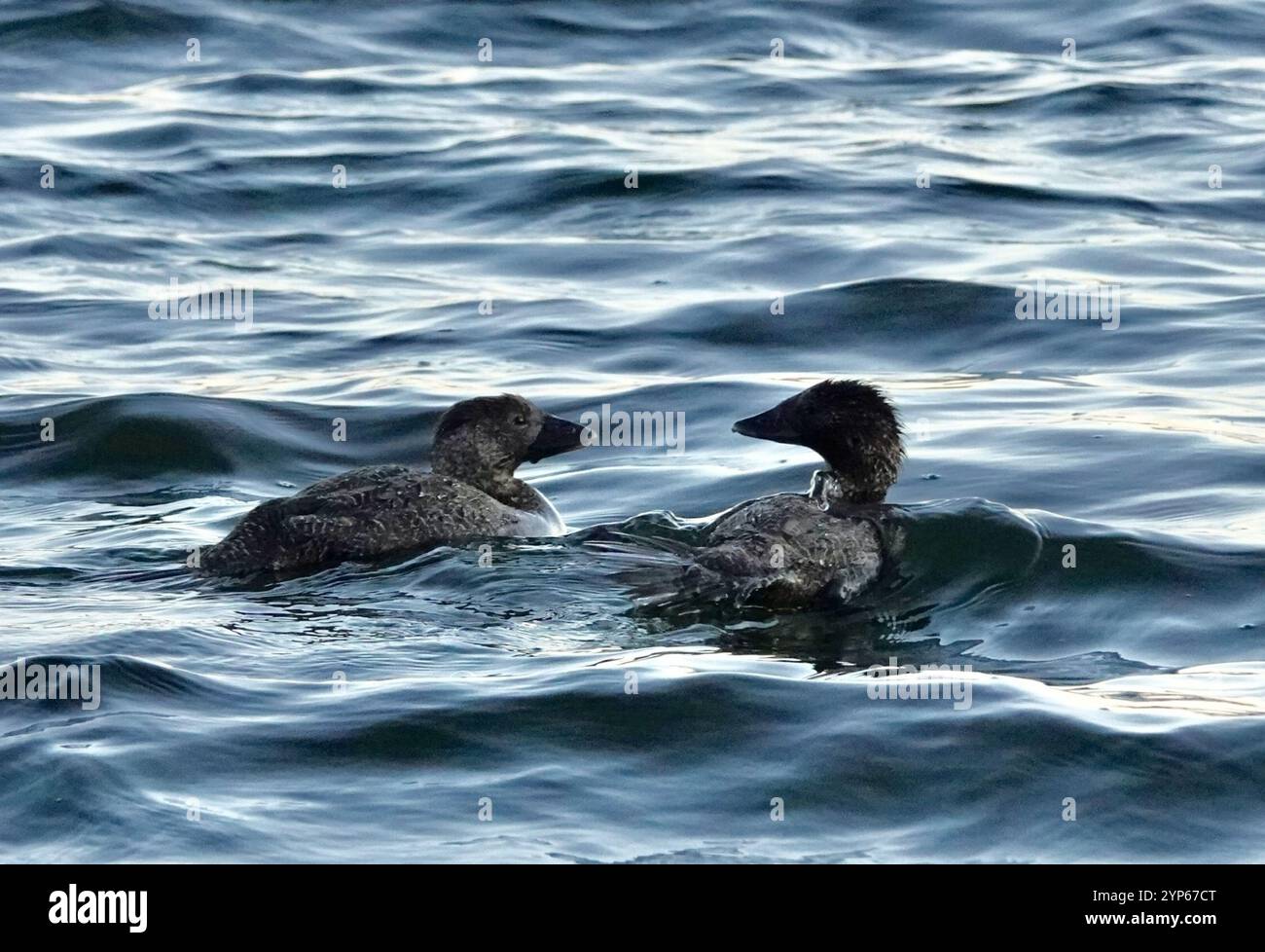 Musk Duck (Biziura lobata Stock Photo - Alamy