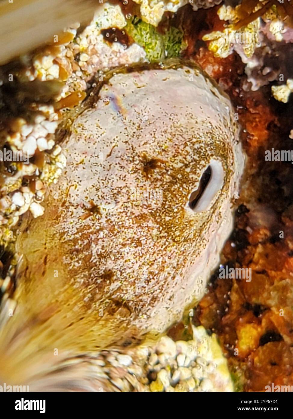 Keyhole limpets hi-res stock photography and images - Alamy