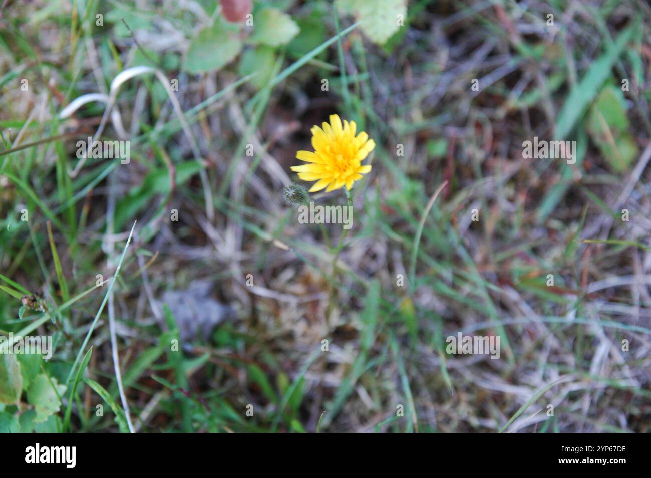 Autumn Hawkbit (Scorzoneroides autumnalis Stock Photo - Alamy