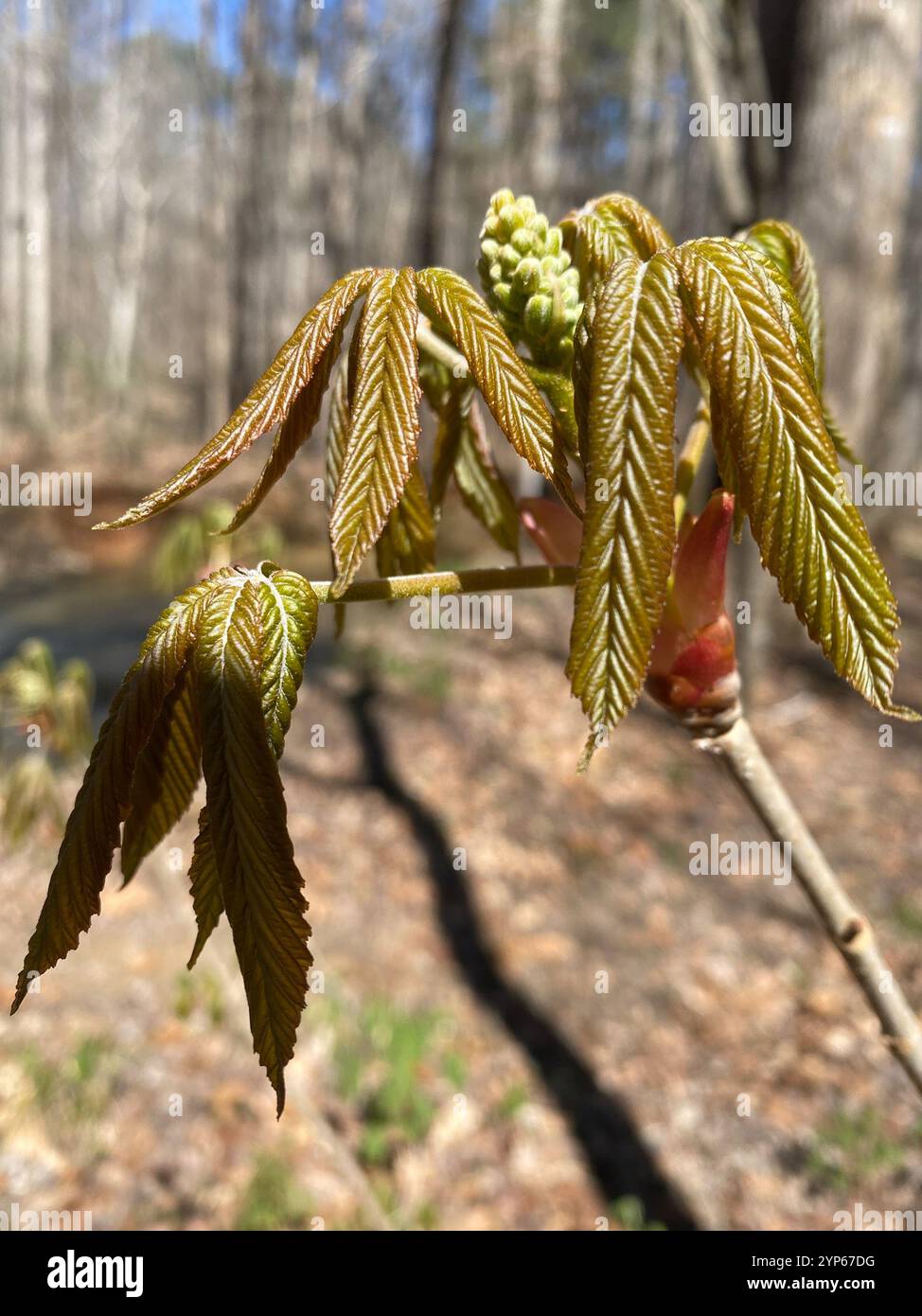 painted buckeye (Aesculus sylvatica Stock Photo - Alamy