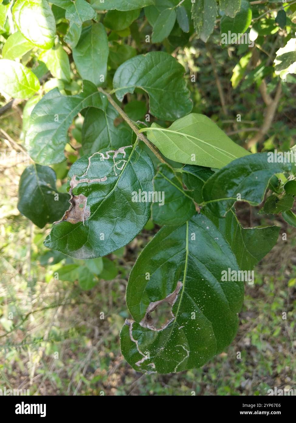 Anacua (Ehretia anacua Stock Photo - Alamy