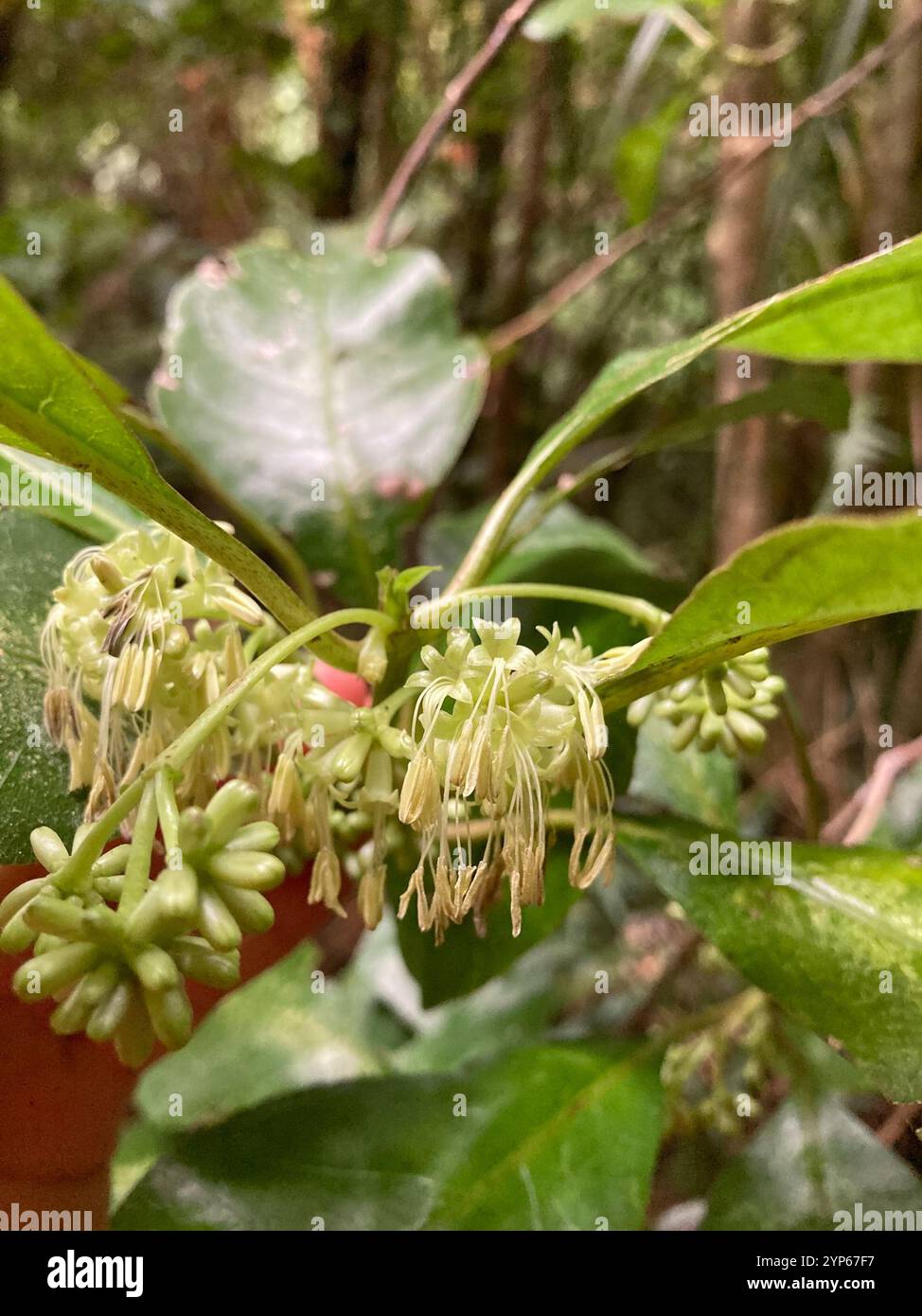 Kanono (Coprosma grandifolia Stock Photo - Alamy