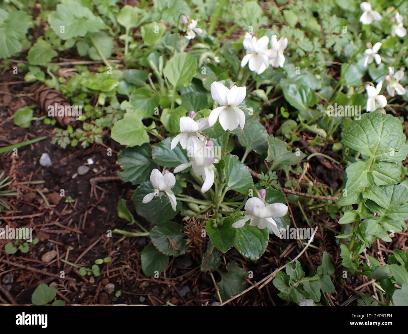 Sweet violet (Viola odorata Stock Photo - Alamy