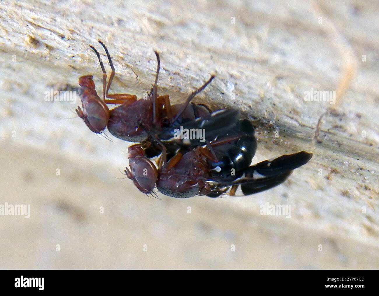 Common Picture-winged Fly (Delphinia picta Stock Photo - Alamy