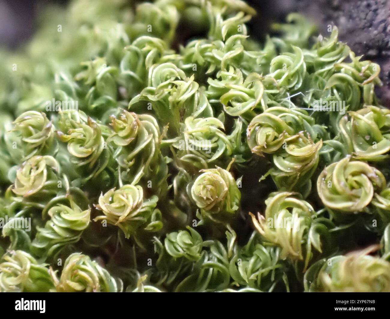 Capillary Thread-moss (Ptychostomum capillare Stock Photo - Alamy