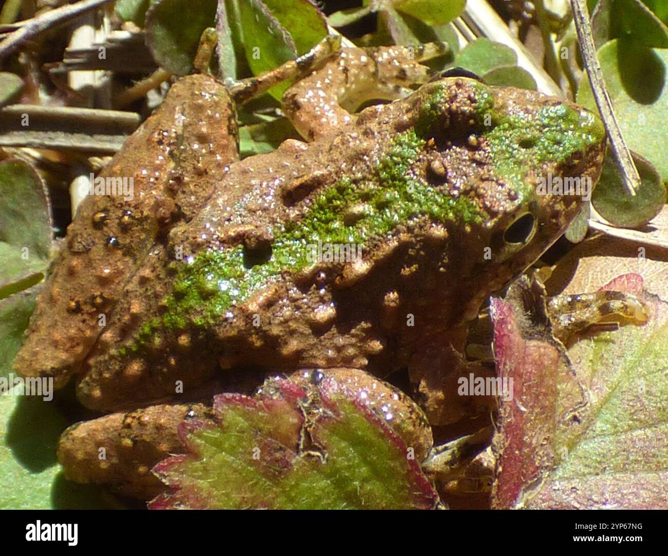 Northern Cricket Frog (Acris crepitans Stock Photo - Alamy