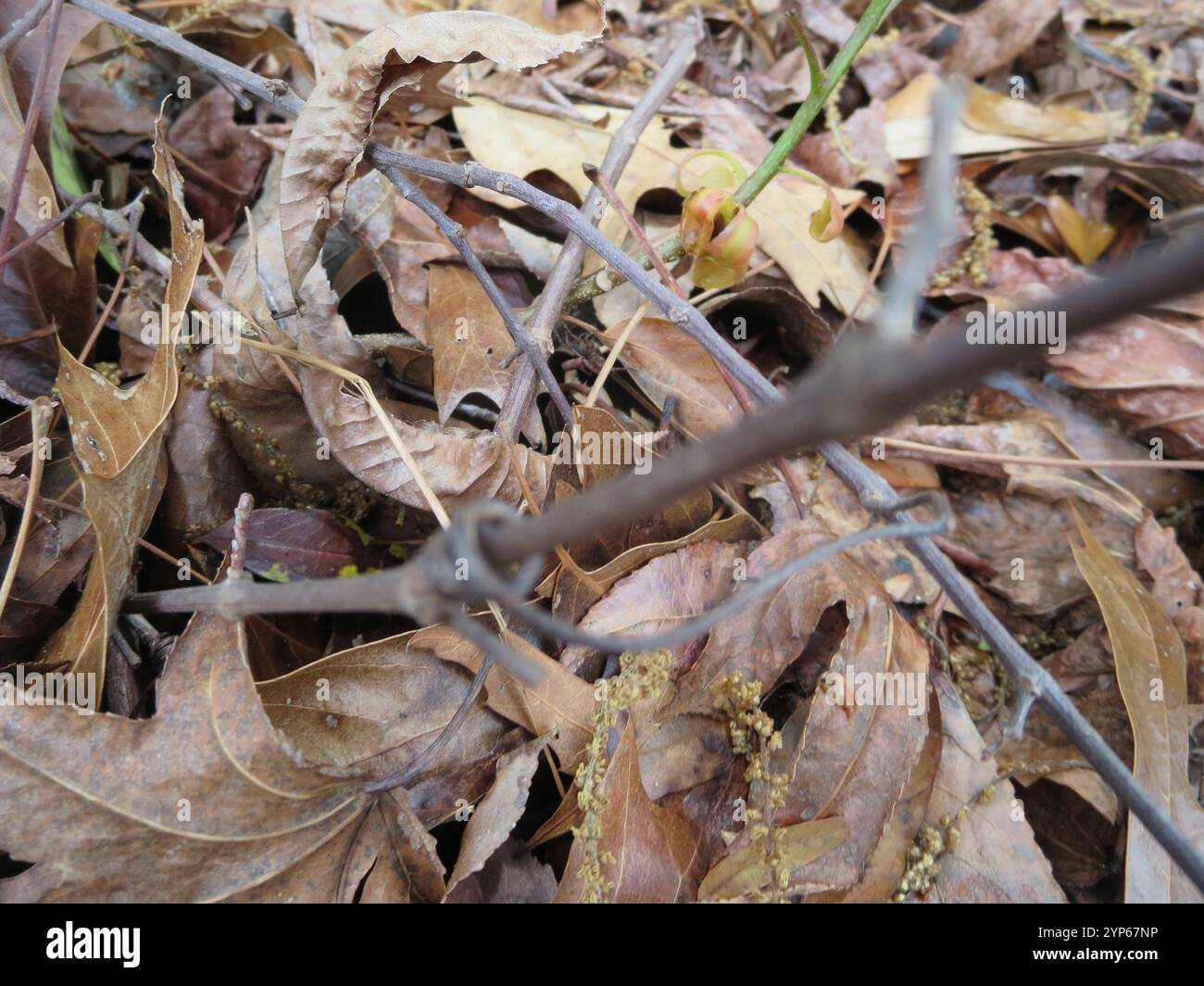 Wolf Spiders and Allies (Lycosoidea Stock Photo - Alamy