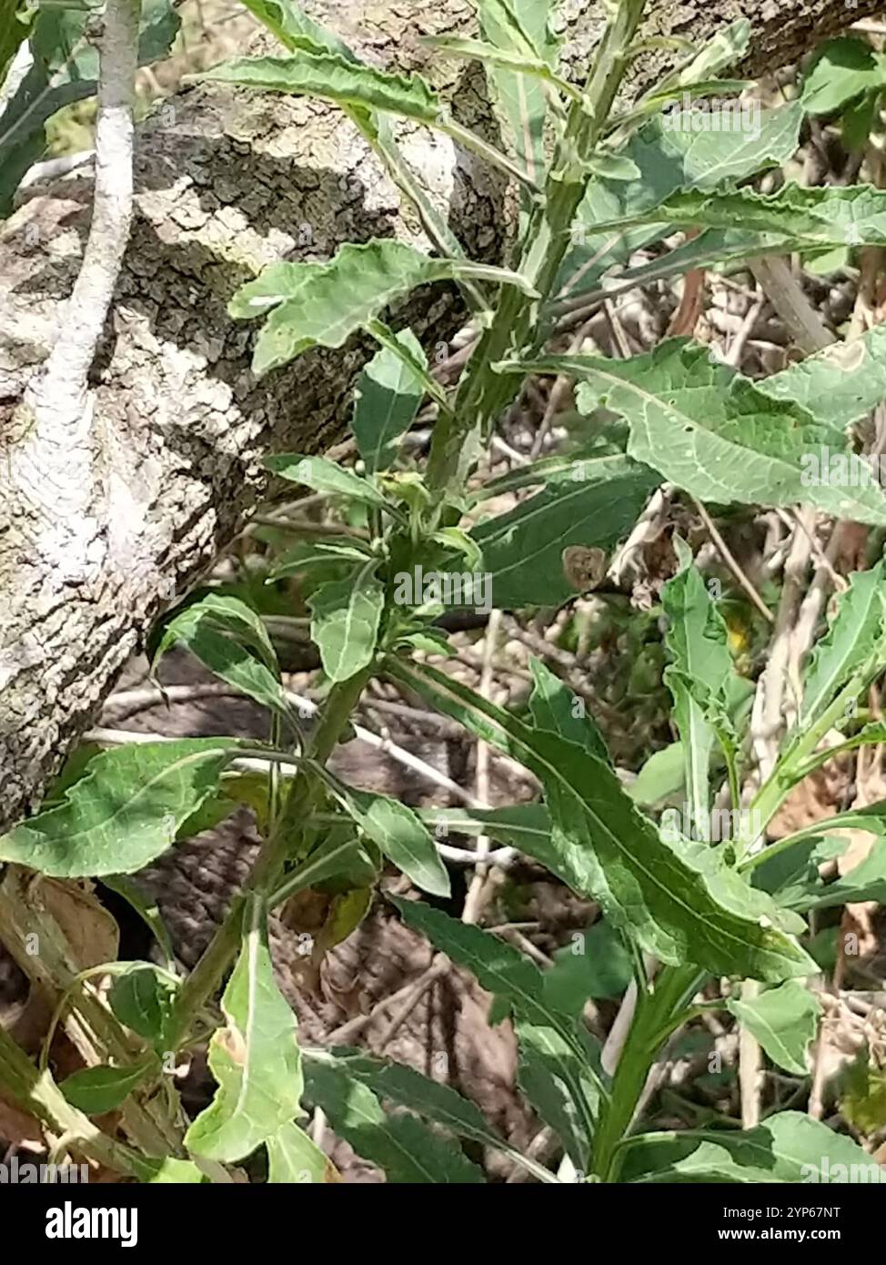 Mexican Winged Crown-Beard (Verbesina microptera Stock Photo - Alamy