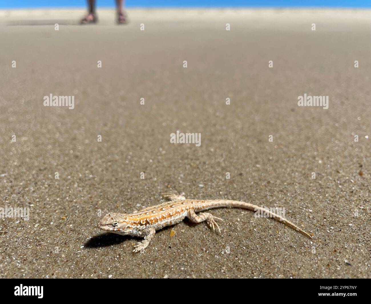 Eastern Smooth-throated Lizard (Liolaemus wiegmannii Stock Photo - Alamy