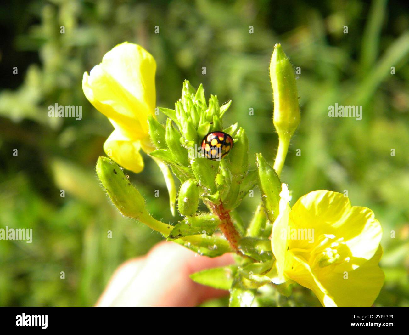 Sulfurous Lady Beetle (Cheilomenes sulphurea Stock Photo - Alamy