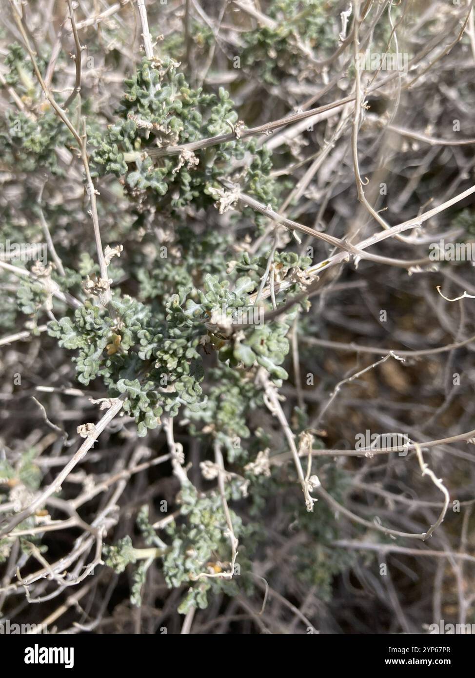 Burrobush (Ambrosia dumosa Stock Photo - Alamy