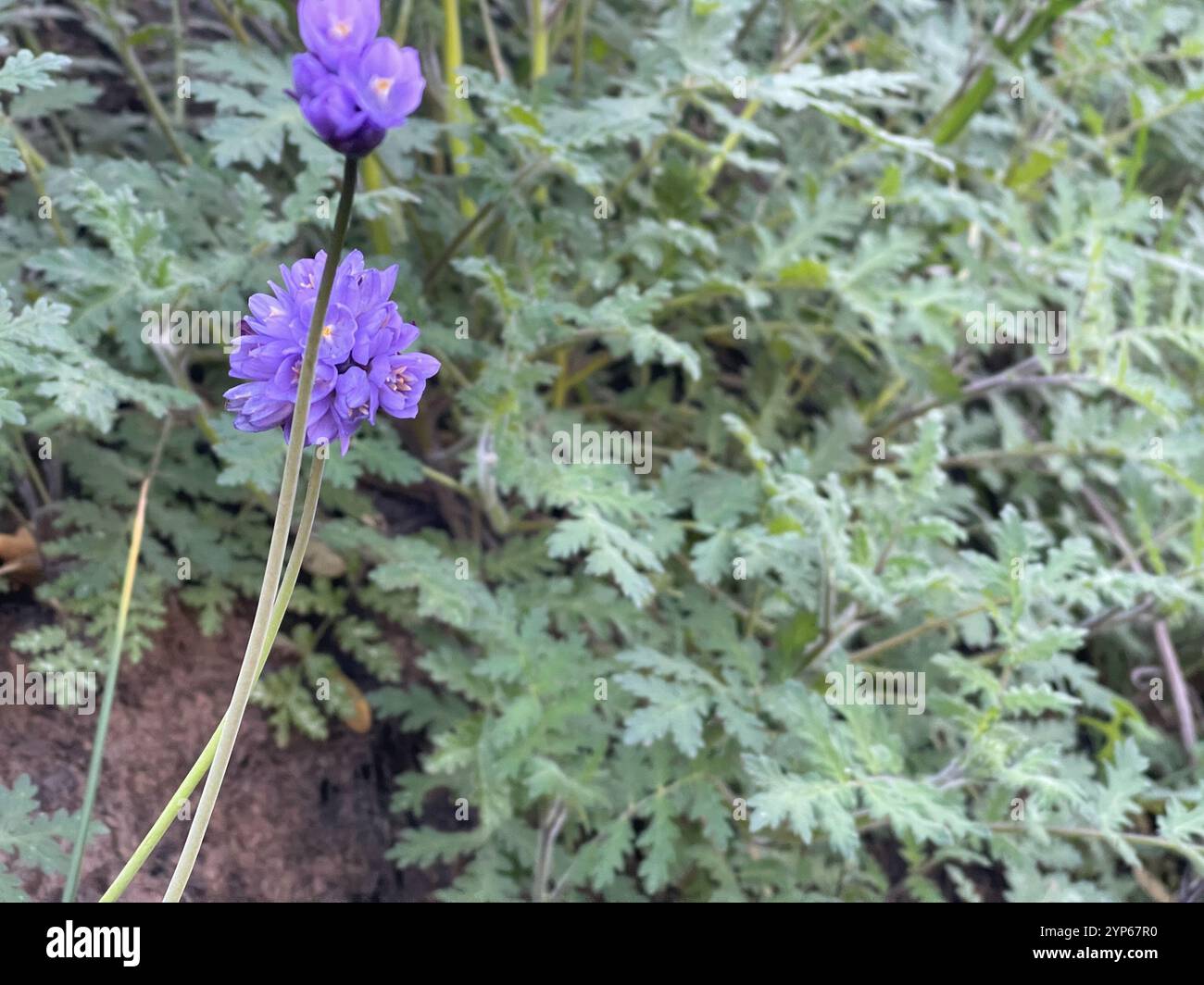 Blue Dicks (Dipterostemon capitatus Stock Photo - Alamy