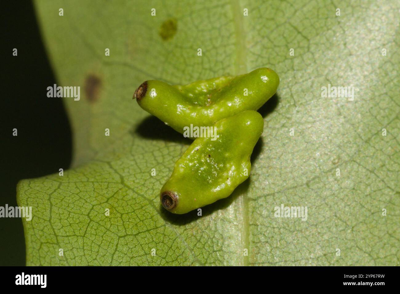 Winged and Once-winged Insects (Pterygota Stock Photo - Alamy