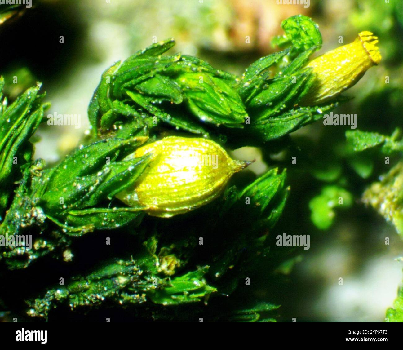 Starry Bristle Moss (Orthotrichum stellatum Stock Photo - Alamy